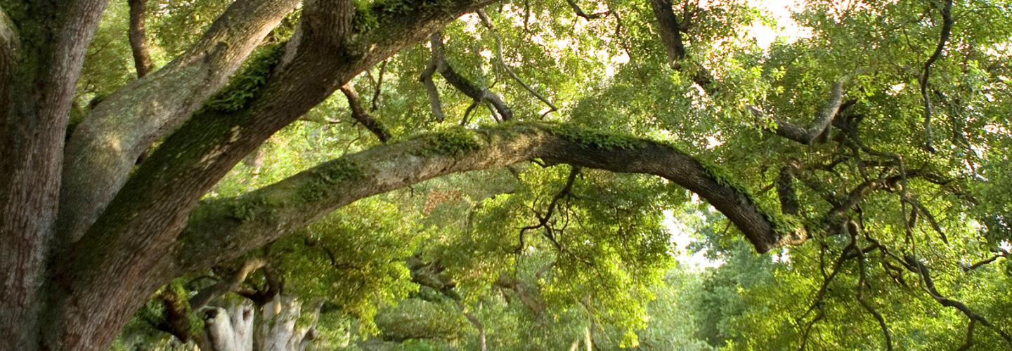 John (Jack) Dardis | Dardis Couvillon & Associates