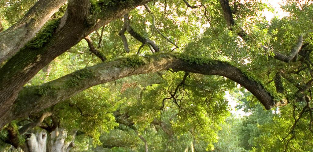 John (Jack) Dardis | Dardis Couvillon & Associates